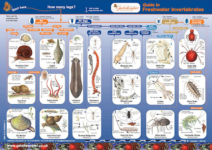 Freshwater Aquatic Invertebrates